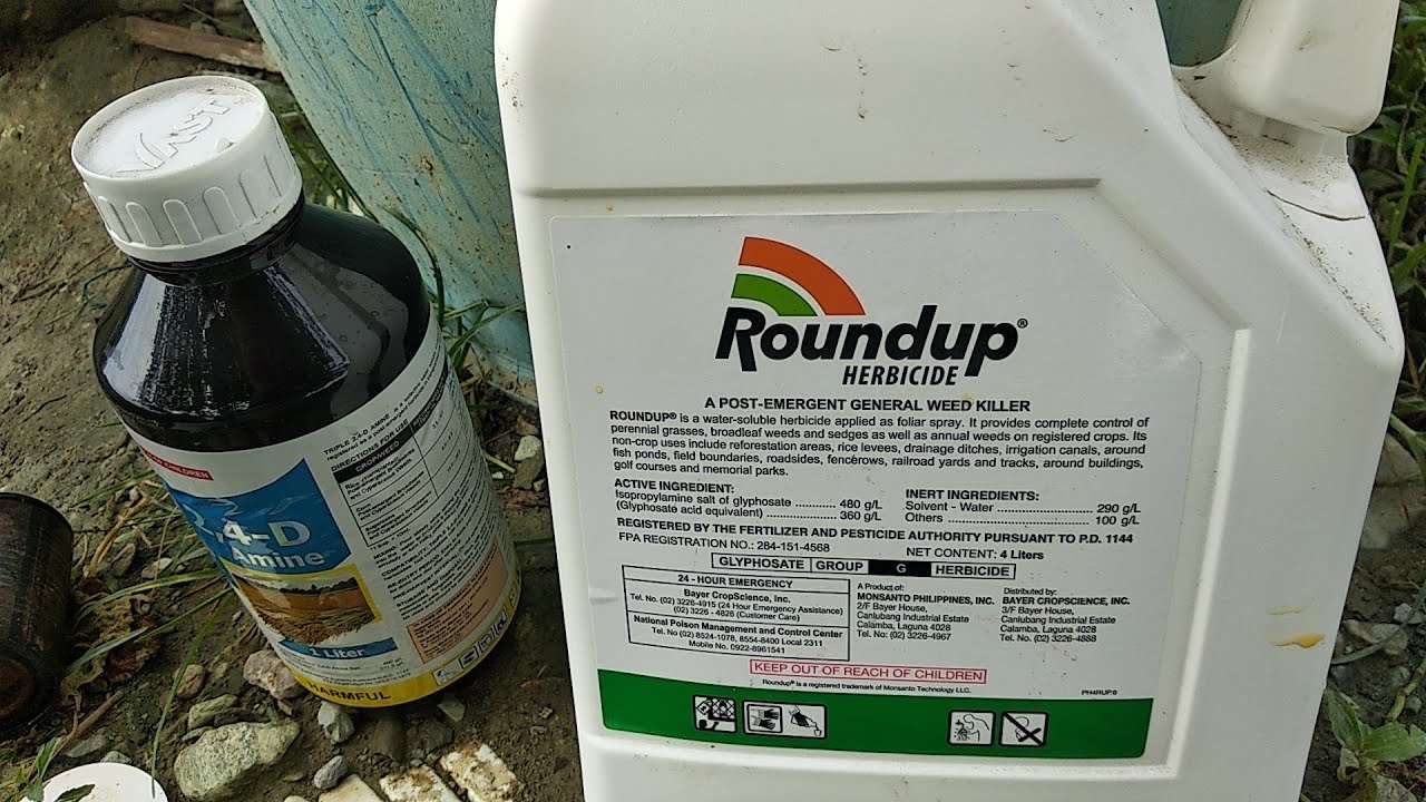Mag apply ng pamatay damo round up herbicide.. - YouTube