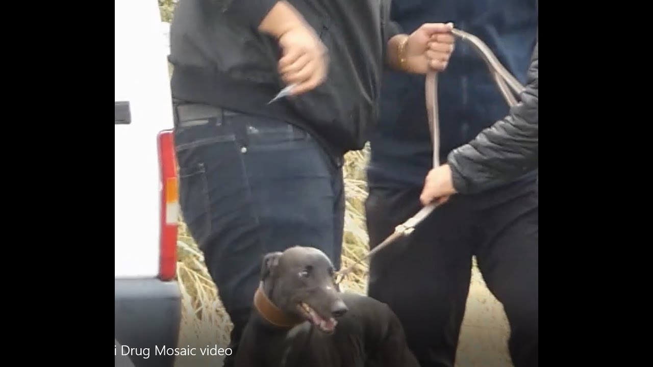 GBGB Licenced kennel hand cruelly injecting greyhounds at a racing ...