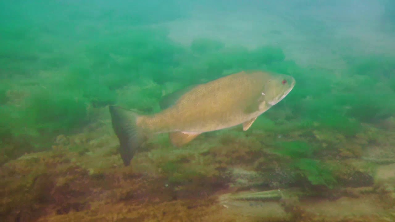 Lake Michigan Shipwreck SCUBA Diving, 8/19/2017 #5 - YouTube