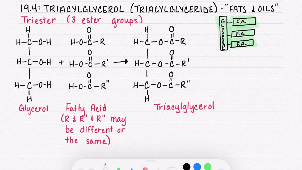 Structure Of Triacylglycerol