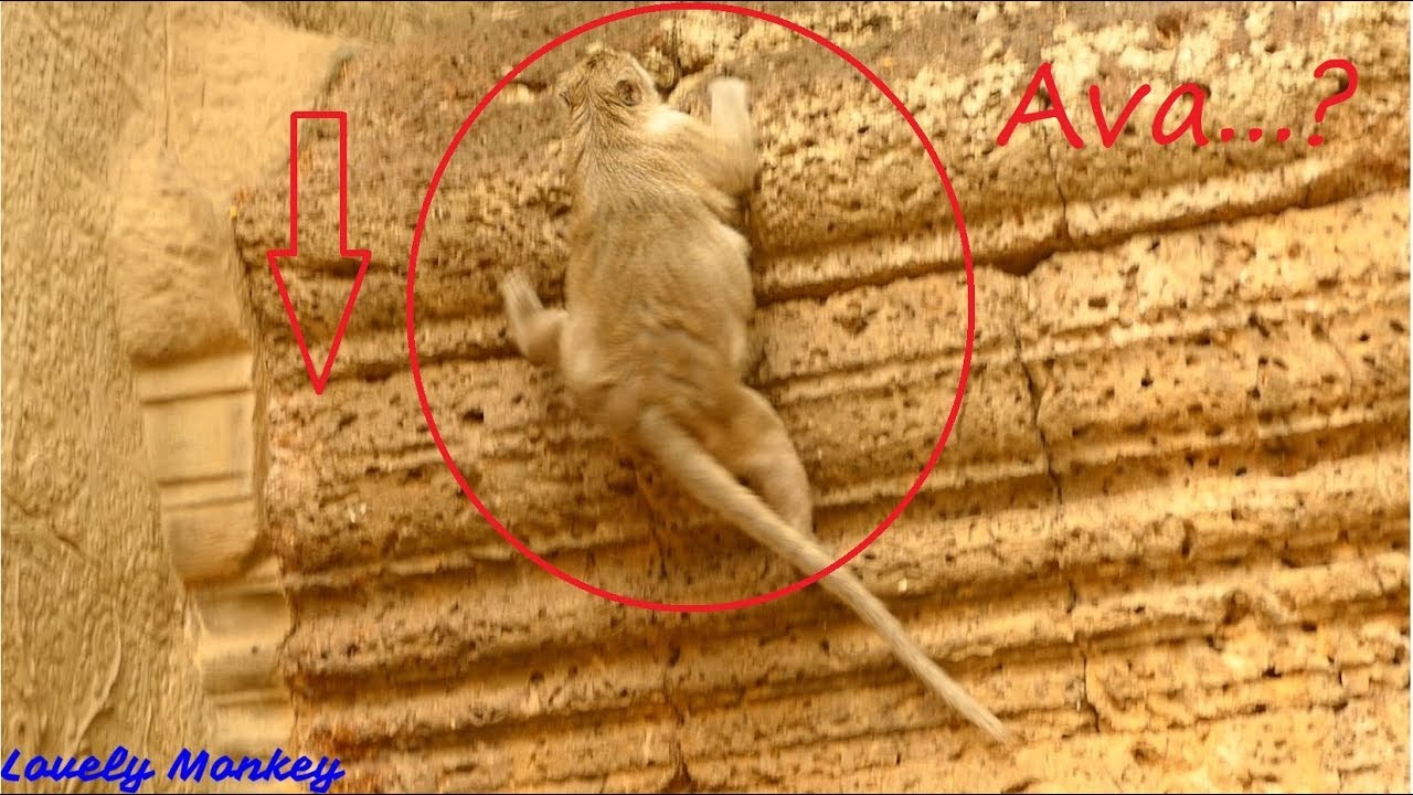 Be Careful Ava ! Look S0 Scared Mom Ava Claim Up The Gate Wall Bring ...