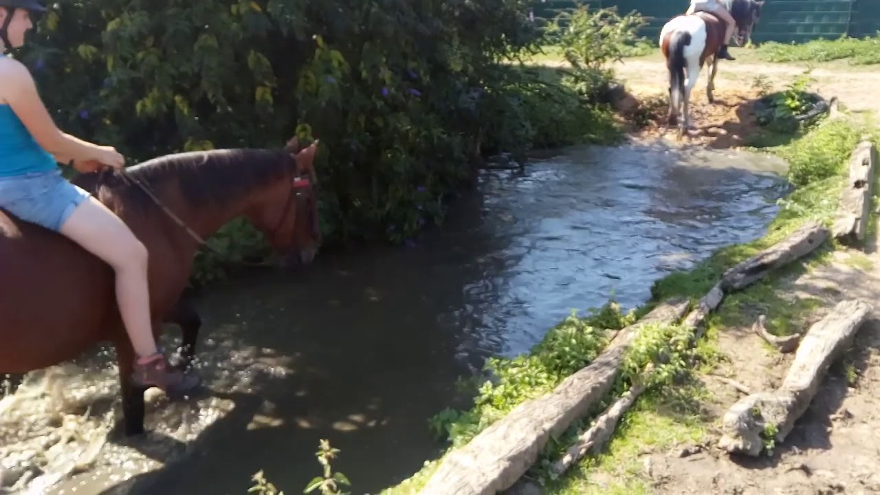 Durch Wasser reiten Paddock Trail Müller - YouTube