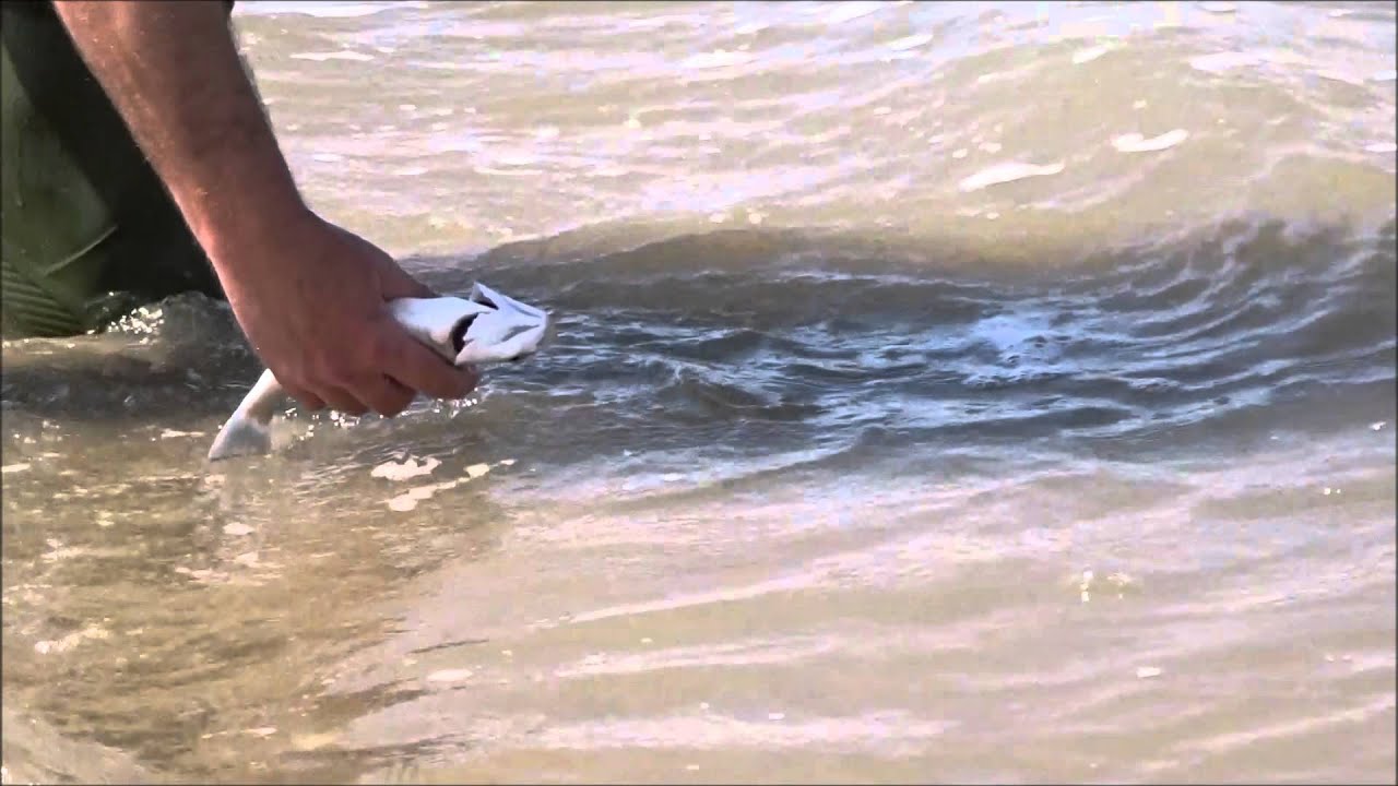 Vissen strand Domburg mei 2015 tbv HSV De Zeebaars - YouTube