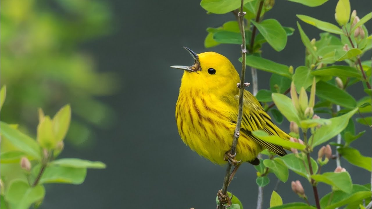 Yellow warbler singing - Yellow bird singing - beautiful melodic songs ...