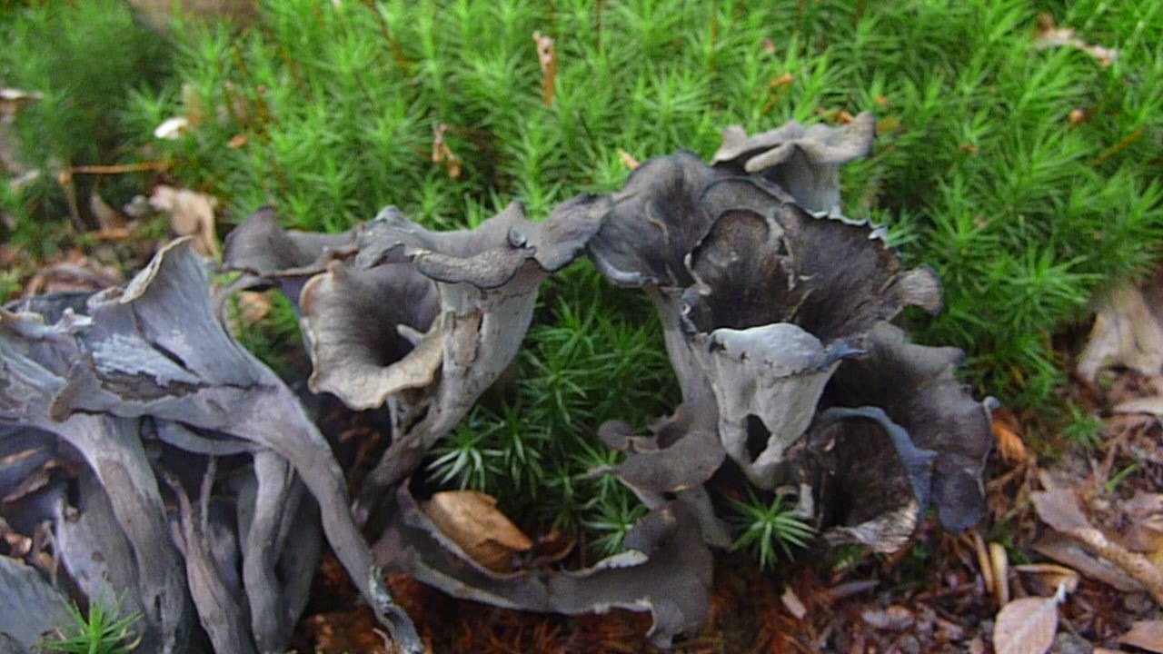 Craterellus cornucopioides - CRNA TRUBA - YouTube