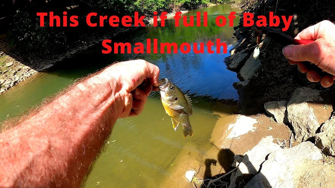 Baby Smallmouth creek fishing - YouTube