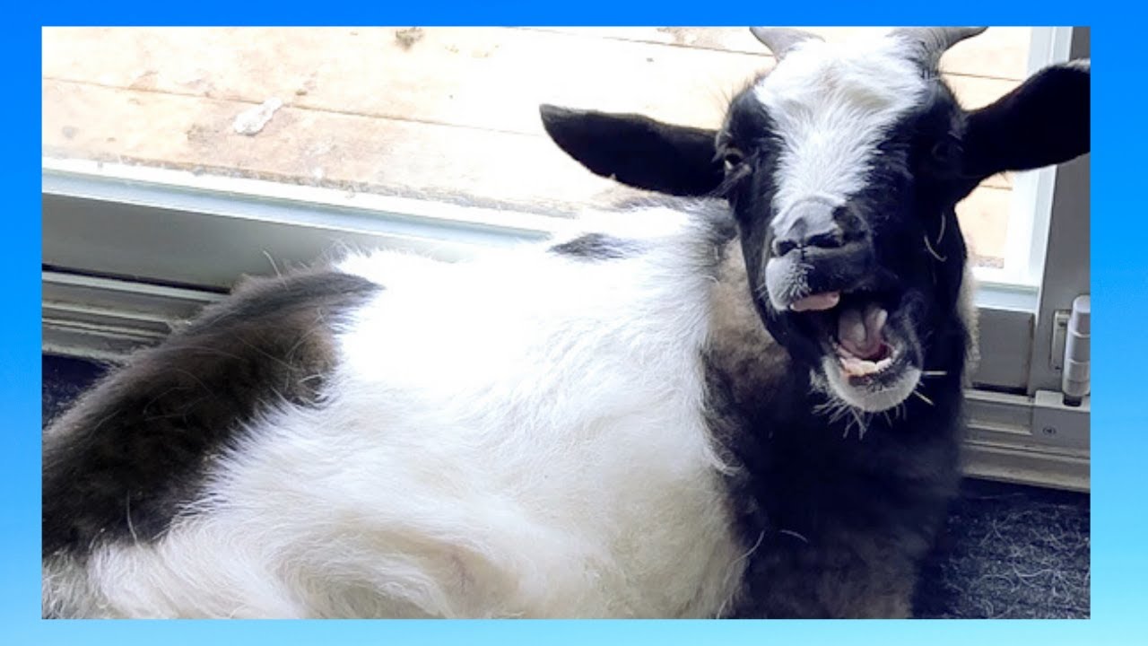 HILARIOUS goat YAWN...Watch right to the end | FUNNY | - YouTube