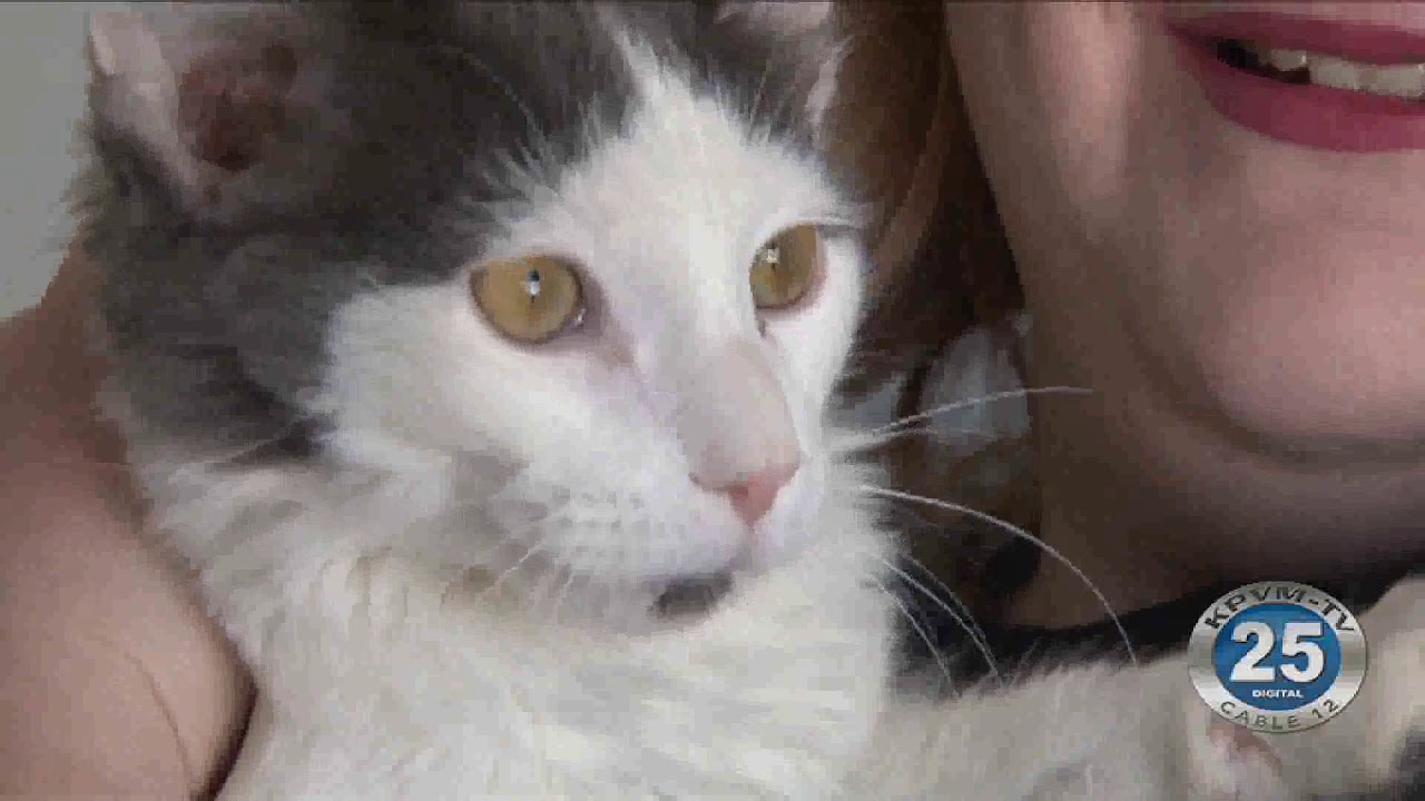 02-04-2020 Save A Pet - Martin - YouTube