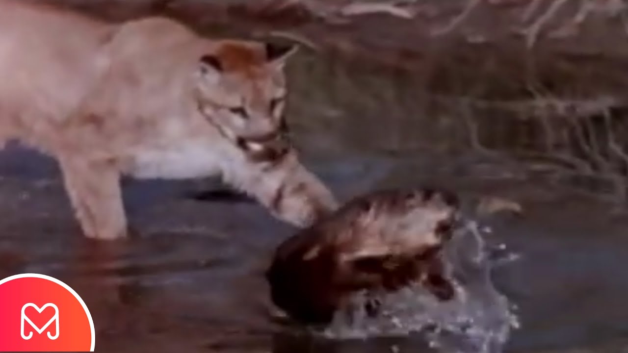 PUMA ATACA CASTOR E SE DÁ MAL - YouTube