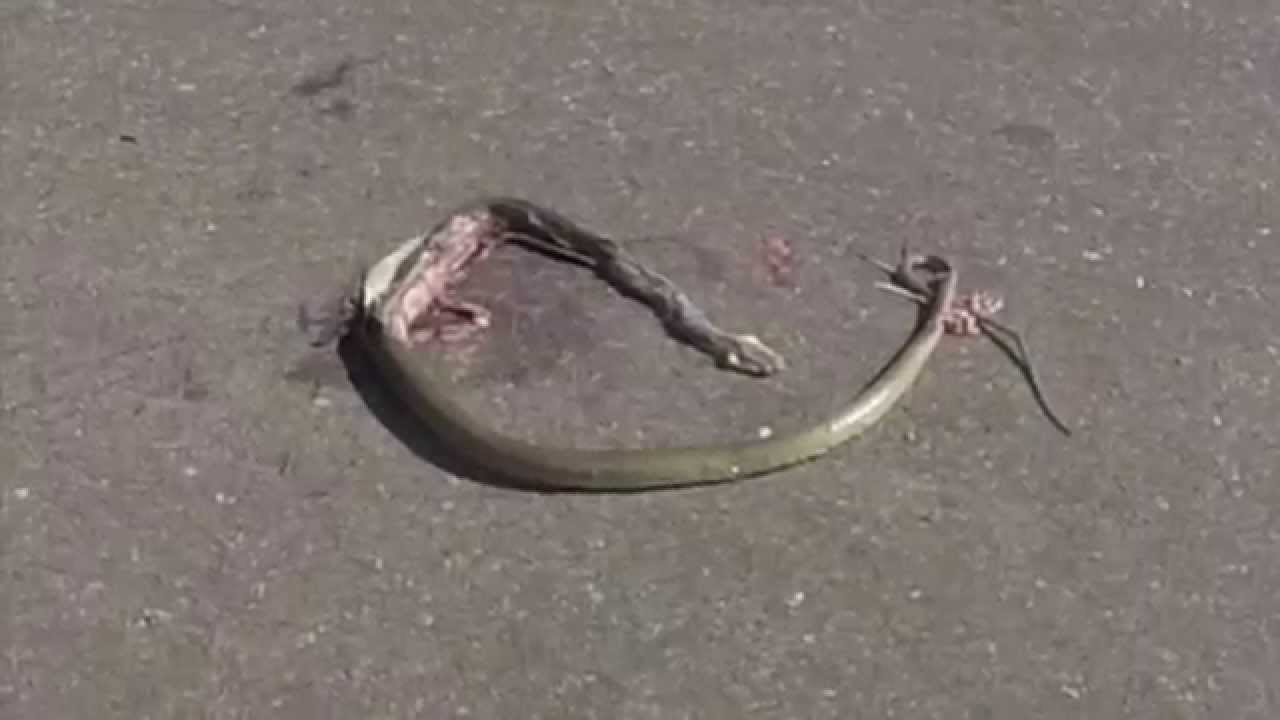 GoPro: Black Mamba snake is run over in the Kruger National Park, South ...