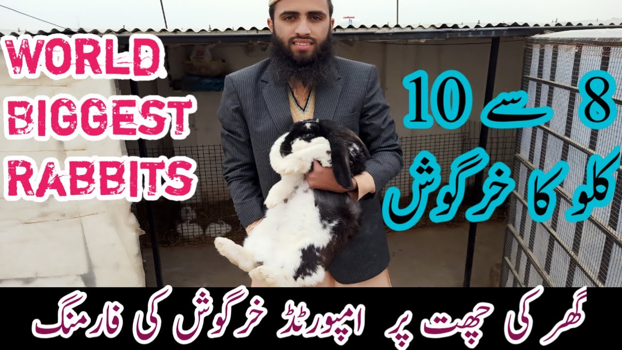 Rabbit Farming || Saad Bhai Ka Setup Best Quality Rabbits || Complete ...