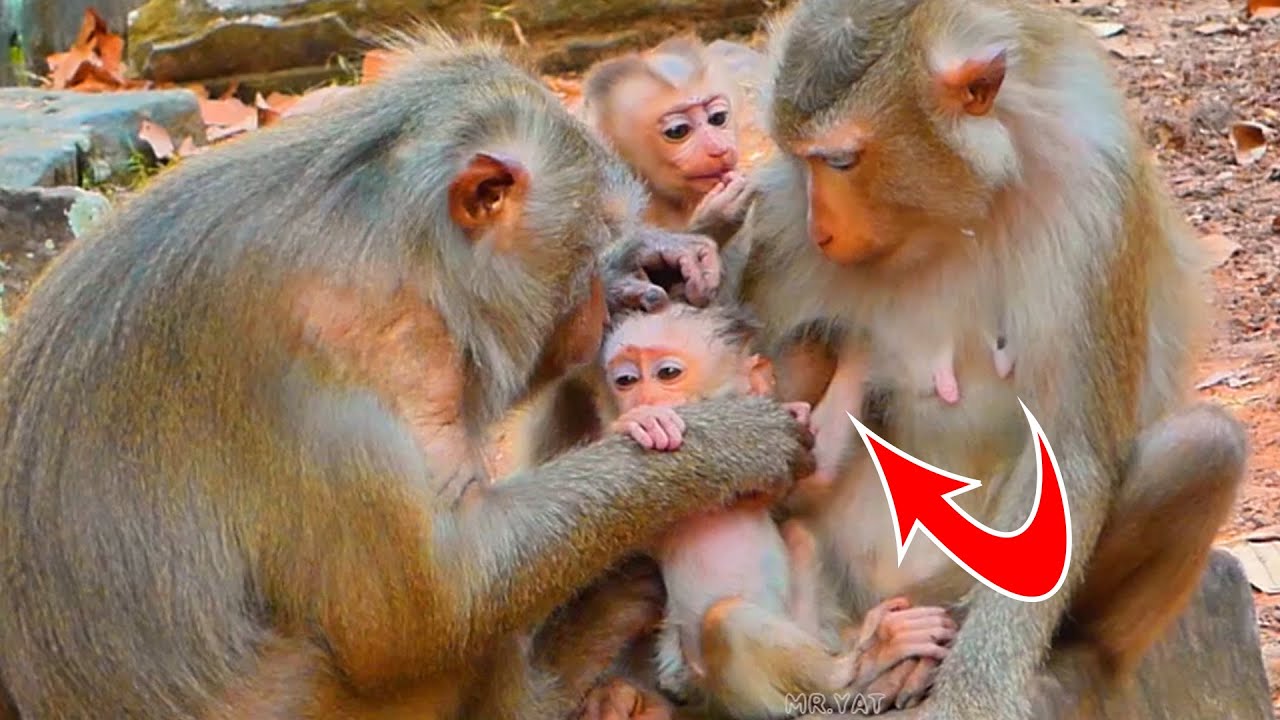 When mom Libby helps groom Mollie and gives her a lip-smack, baby Lily ...