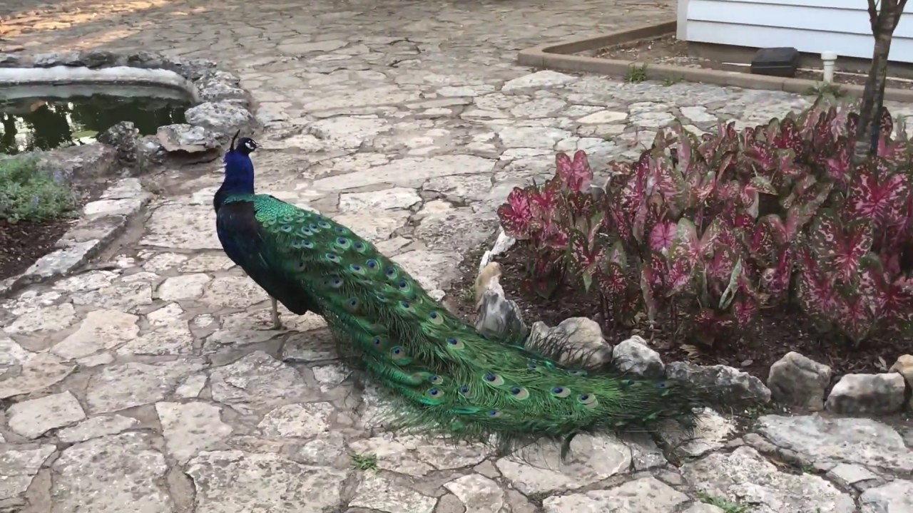 Mayfield Park Peacocks | Austin, TX - YouTube
