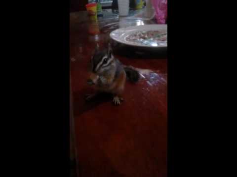 El salto del chichimoco - YouTube