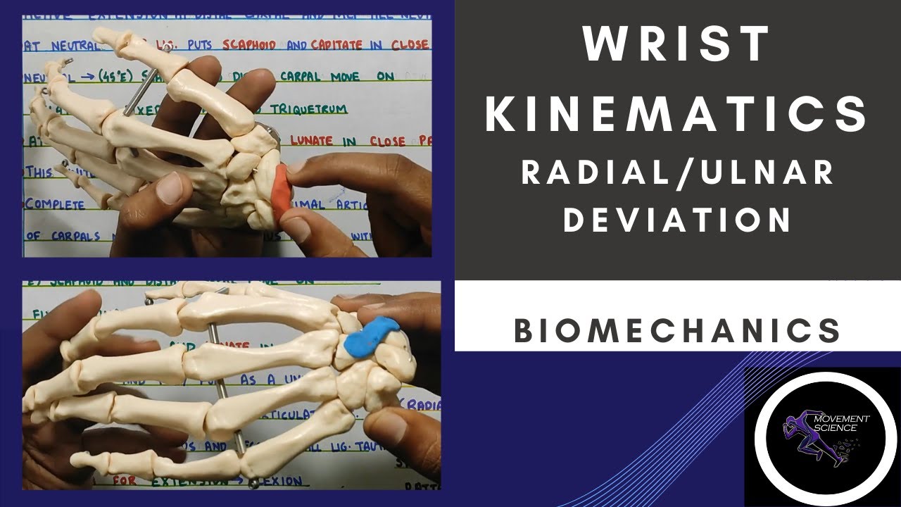WRIST JOINT KINEMATICS -RADIAL ULNAR DEVIATION ( WRIST JOINT COMPLEX ...