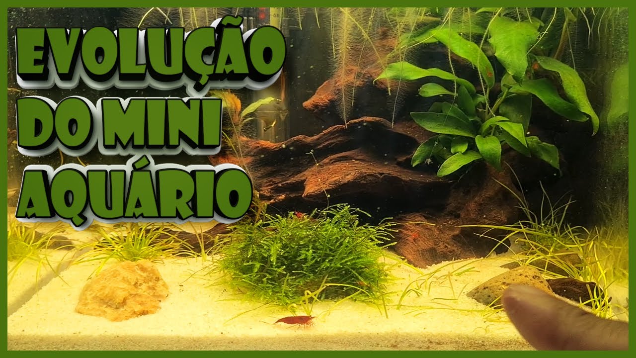 COMO ESTÁ EVOLUINDO MEU AQUÁRIO DE CAMARÕES - YouTube