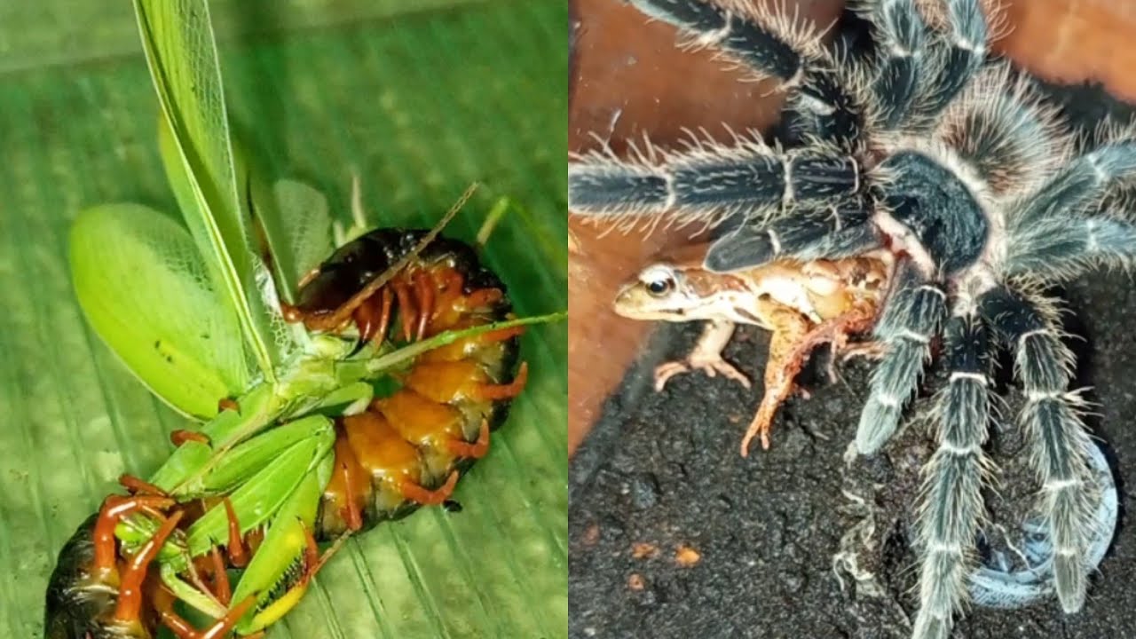 scolopendra vs mantis and a tarantula vs two frogs - YouTube