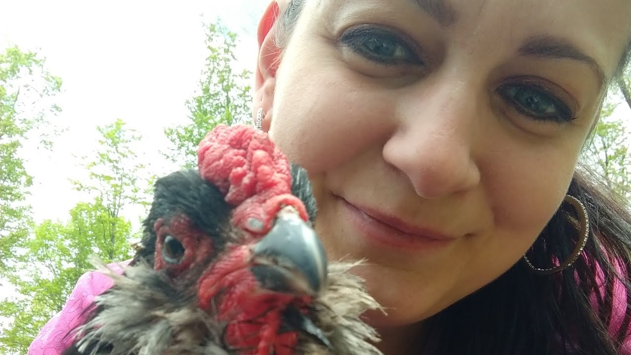 Chicken With a Droopy Wing - YouTube