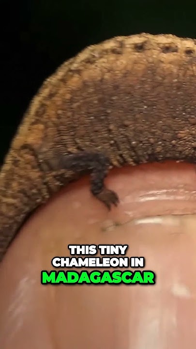 The Incredible Secrets of Tiny Creatures From Octopuses to Nano lizards ...