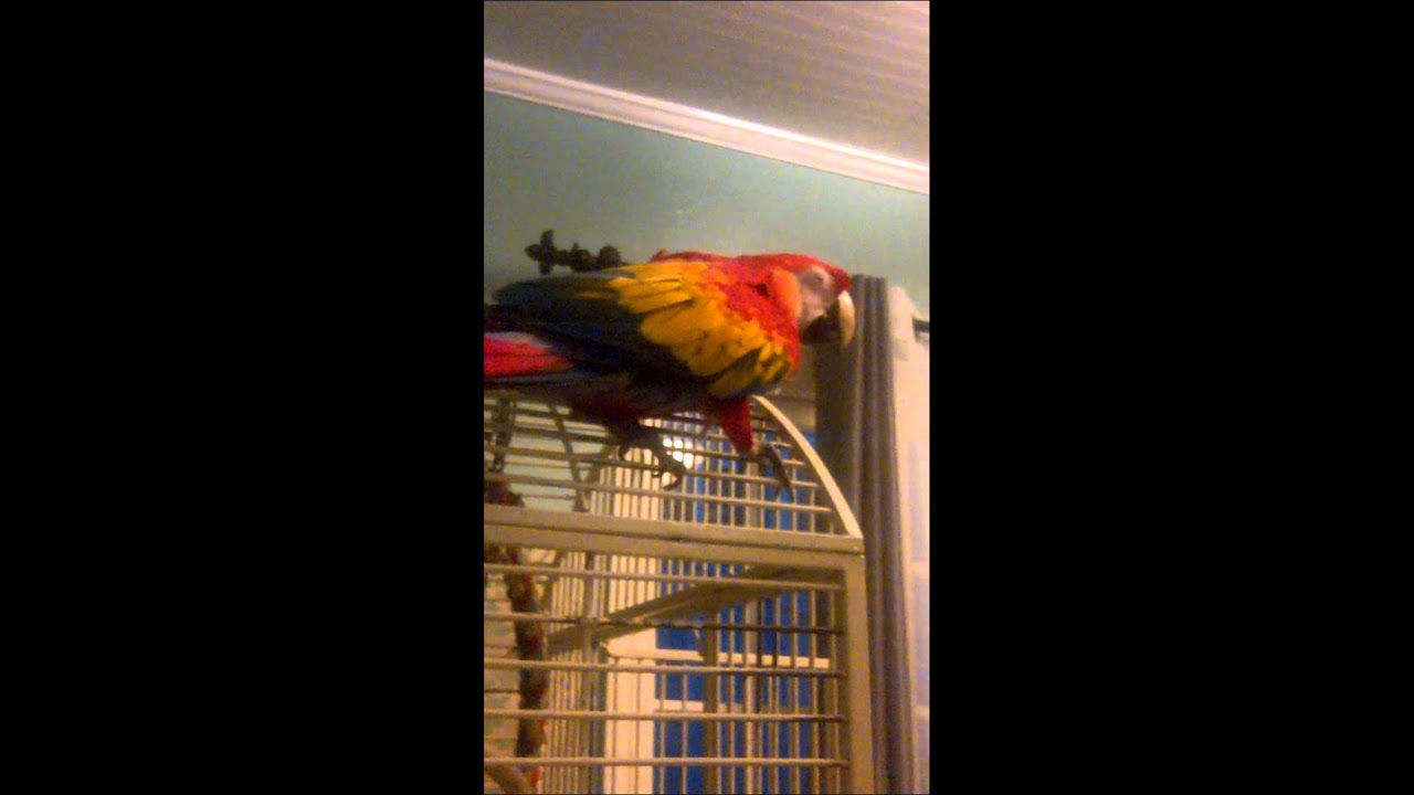 Rio Scarlet Macaw singing Row Row Row Your Boat - YouTube