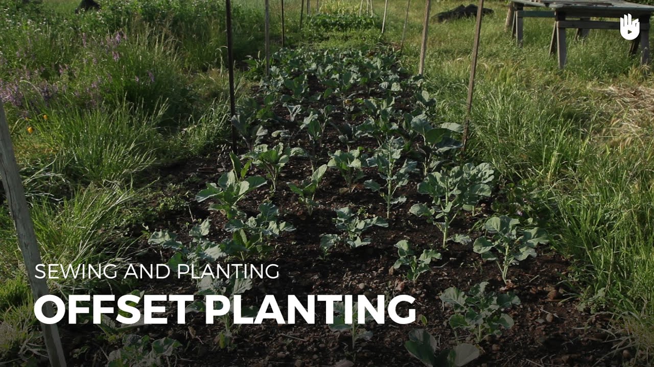 Staggered spacing system of planting - YouTube