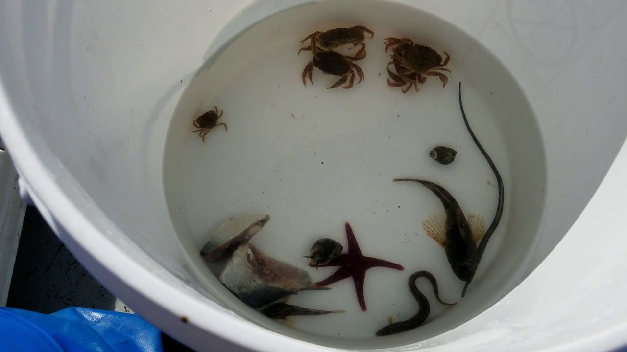 North Atlantic Sea Monsters - YouTube