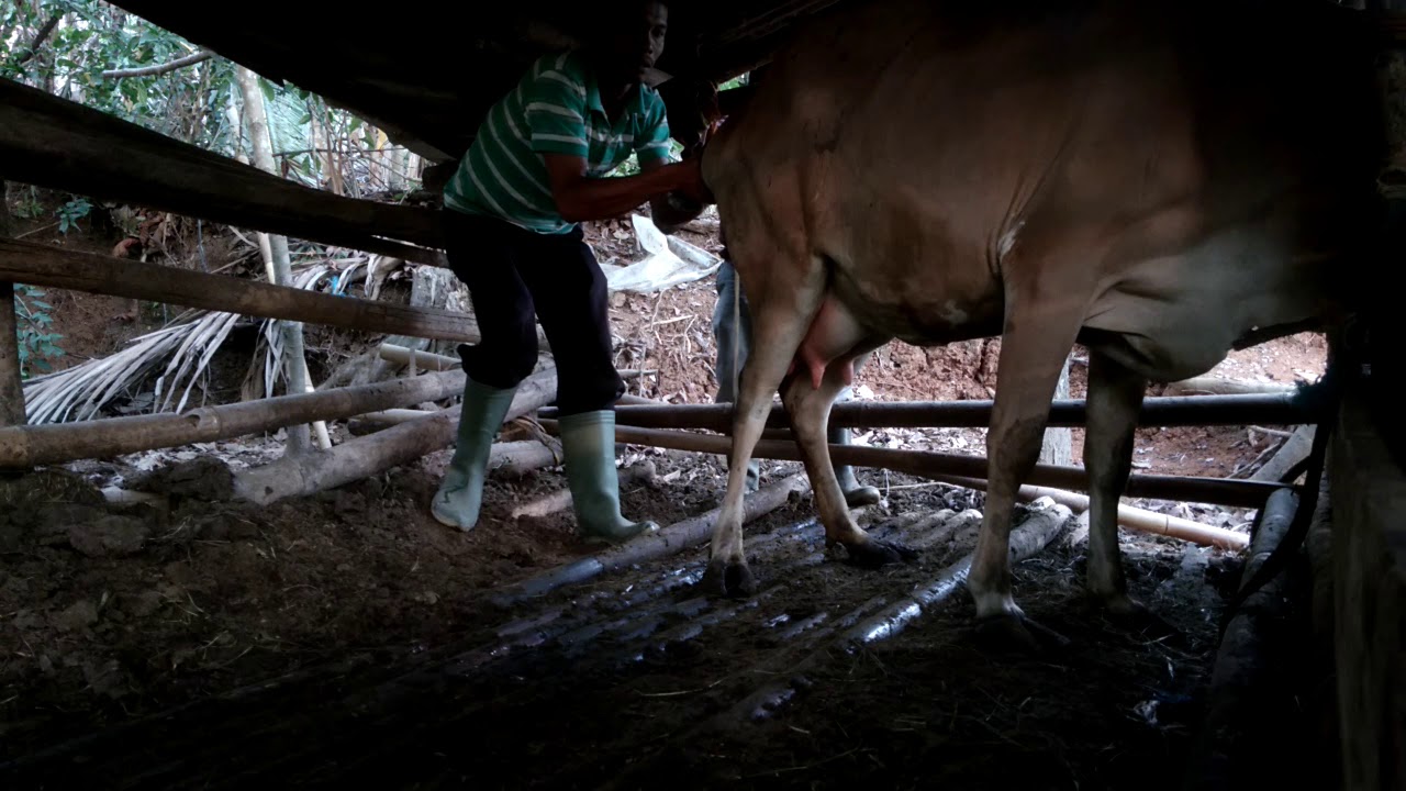 Peroses penyelamatan kelahiran sapi distokia - YouTube