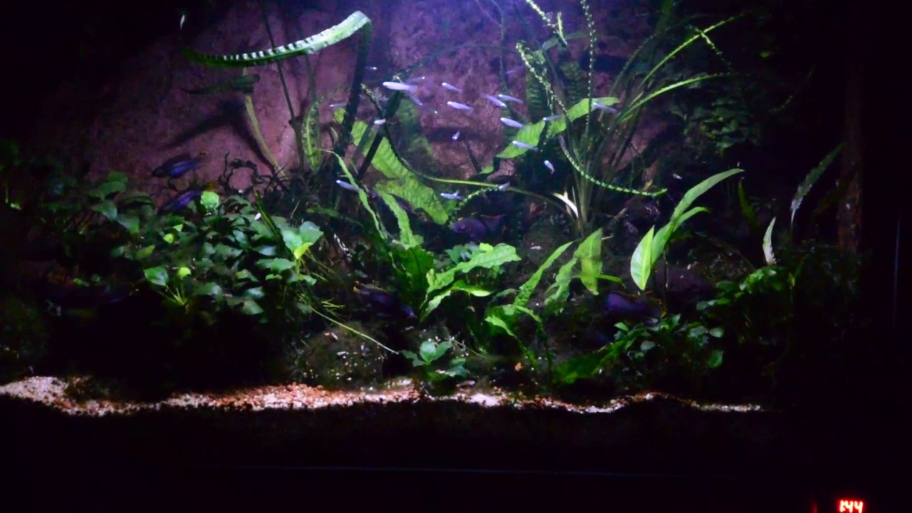 Magic in the moonlight - the new X-change LED moonlight set from sera ...