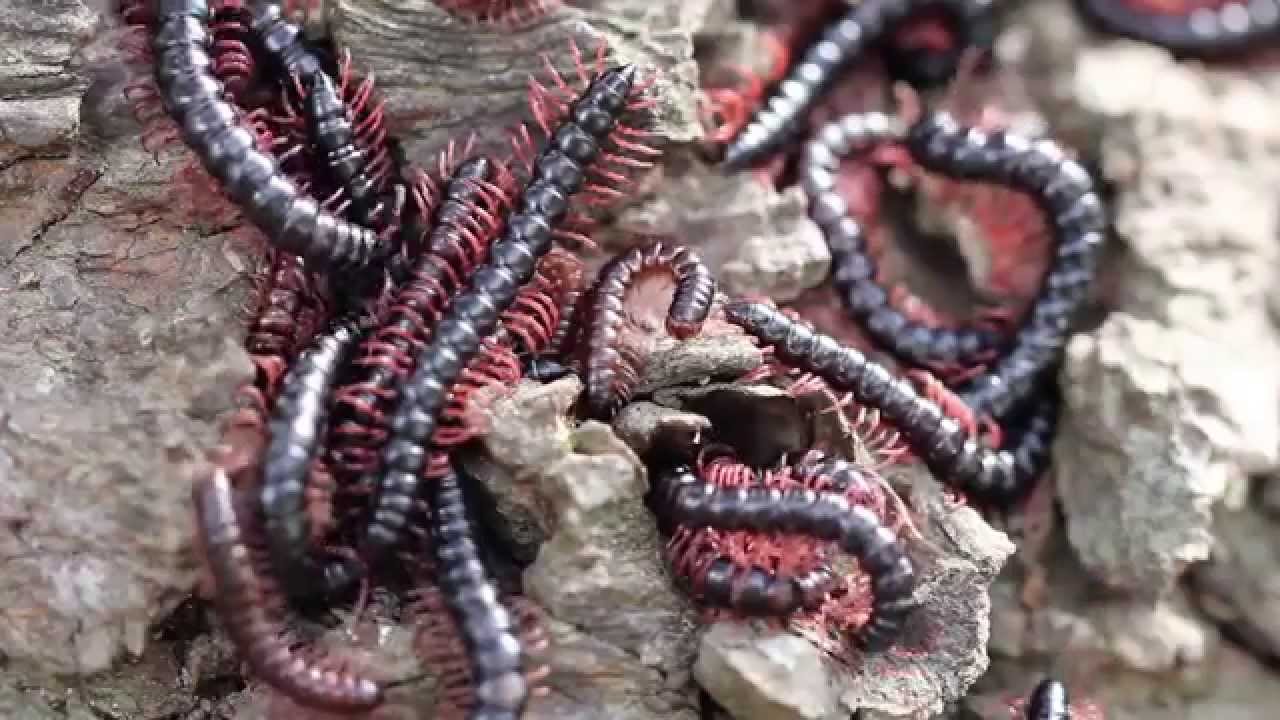 Millipede Nest
