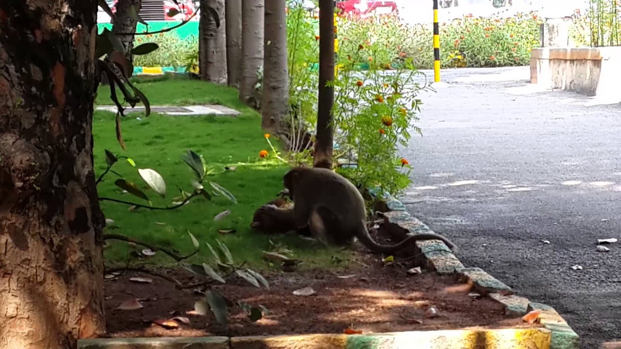 Monkey eating Jackfruit - YouTube