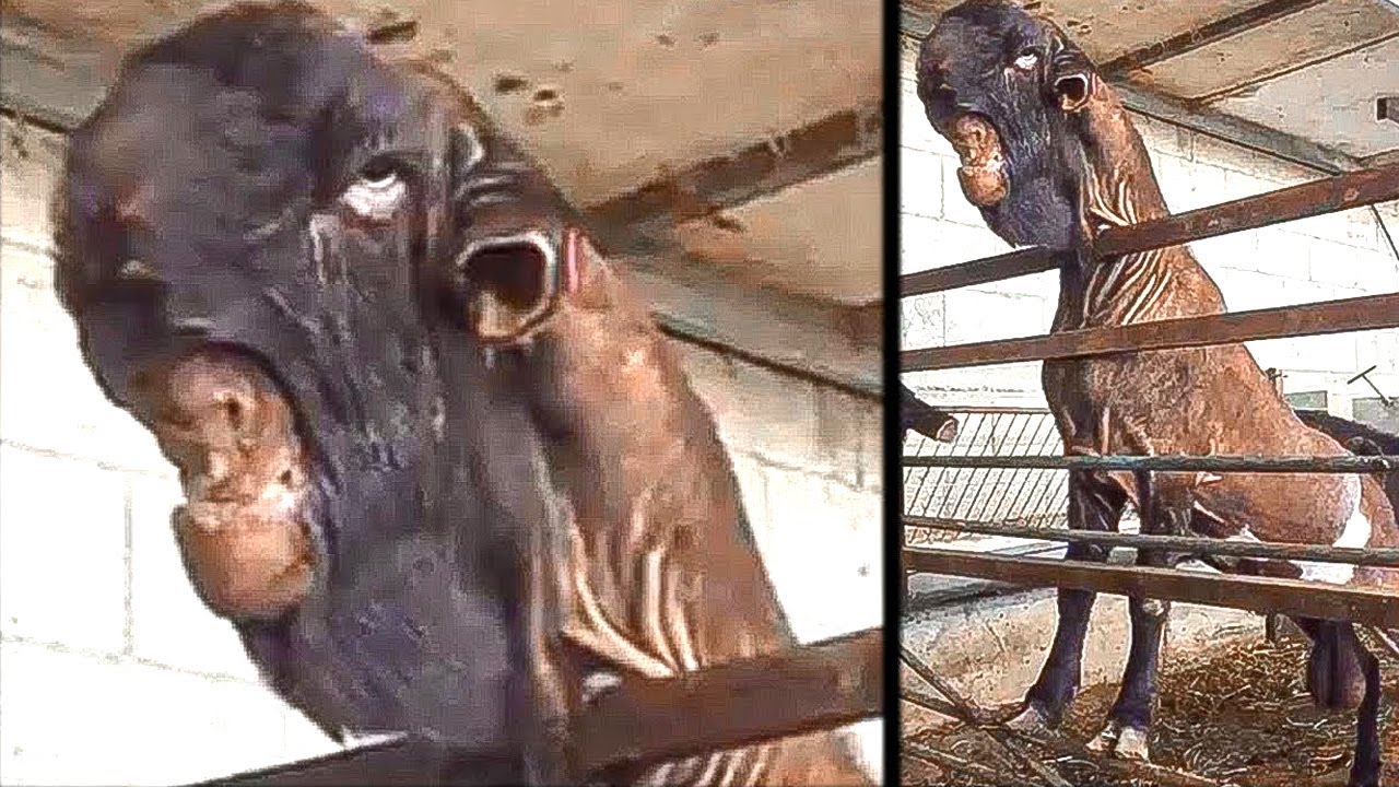 This “Goat Monster” Went Viral. Now Its Real Identity Has Been Revealed ...