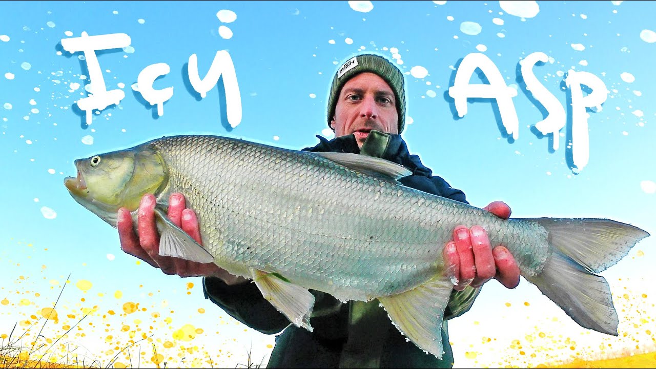 Asp Fish
