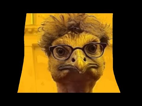 The squeaky bird is the word - YouTube