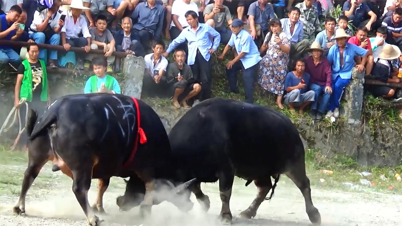The two bulls were very brave and had a wonderful duel, and the ...