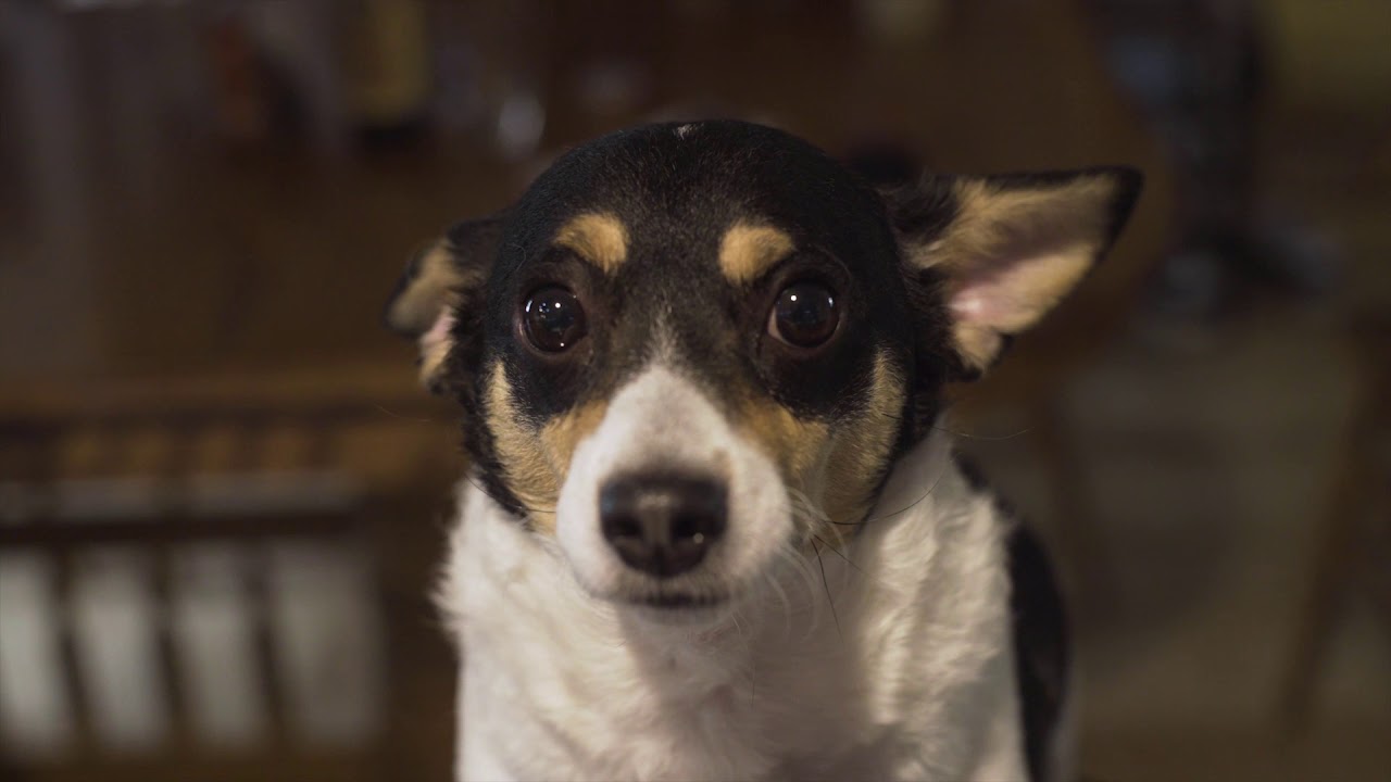 Bentley's Bites | Episode 1 - YouTube