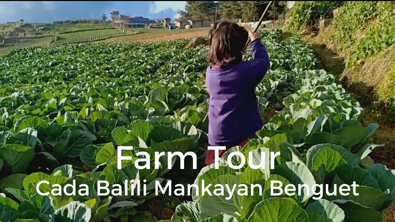 Farm tour: Planting potatoes|Mankayan, Benguet - YouTube