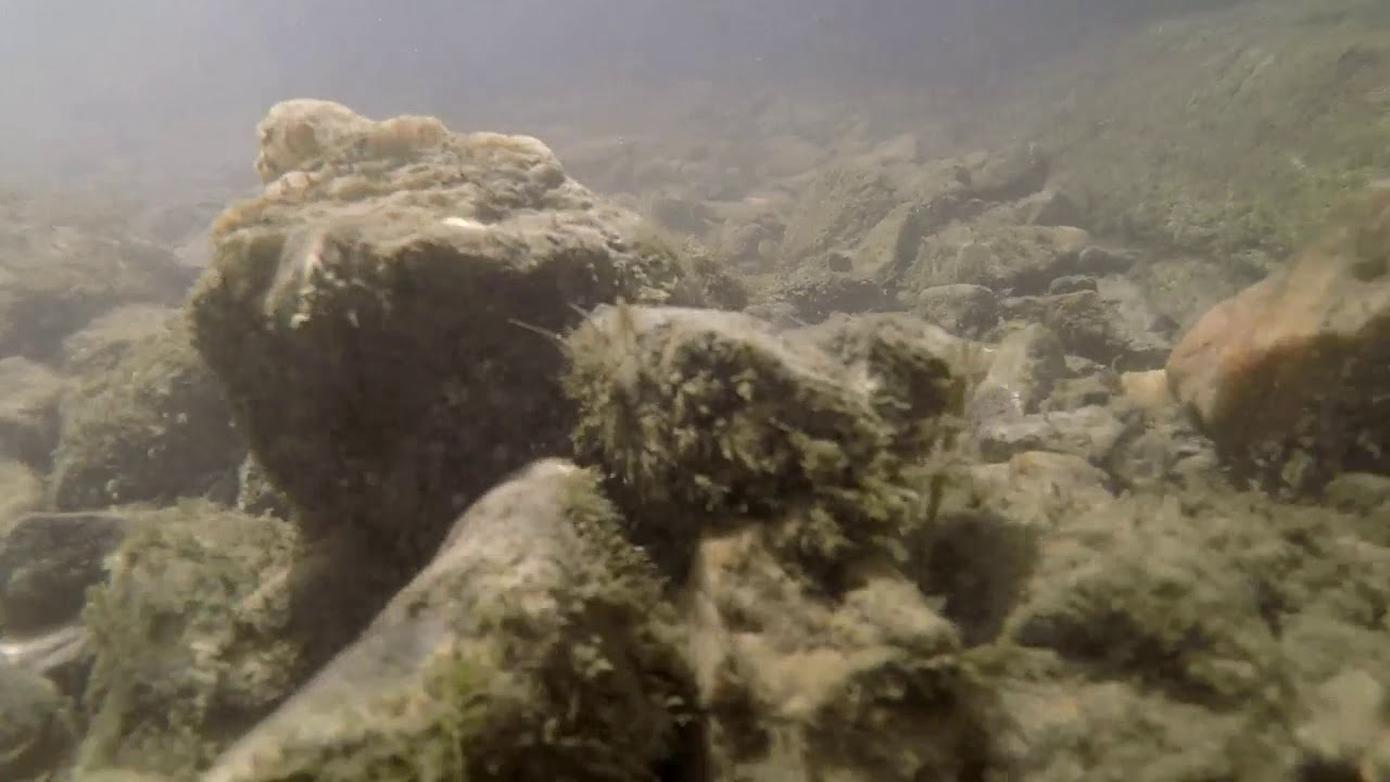 SRBC Water Tour of Big Spring Run August 2017 - YouTube