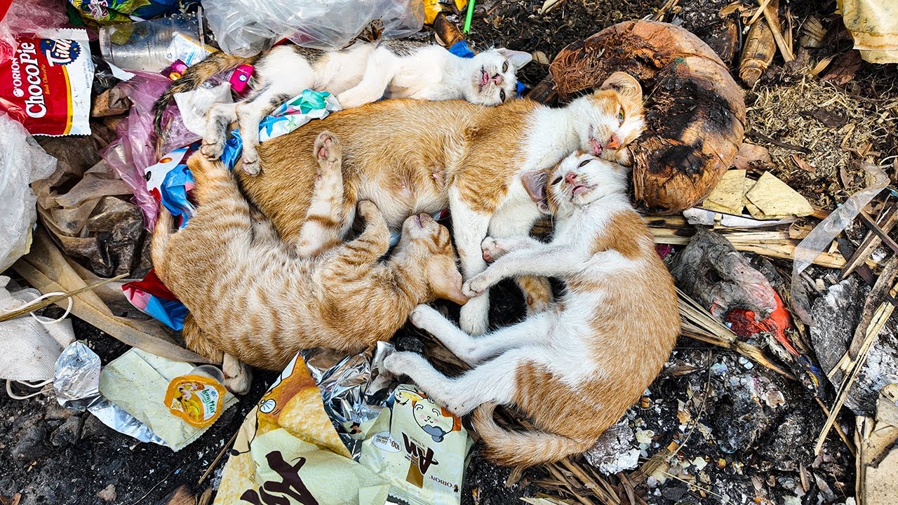 Heartwarming: How to Help a Cat in Danger, Tips from a Real Rescue ...