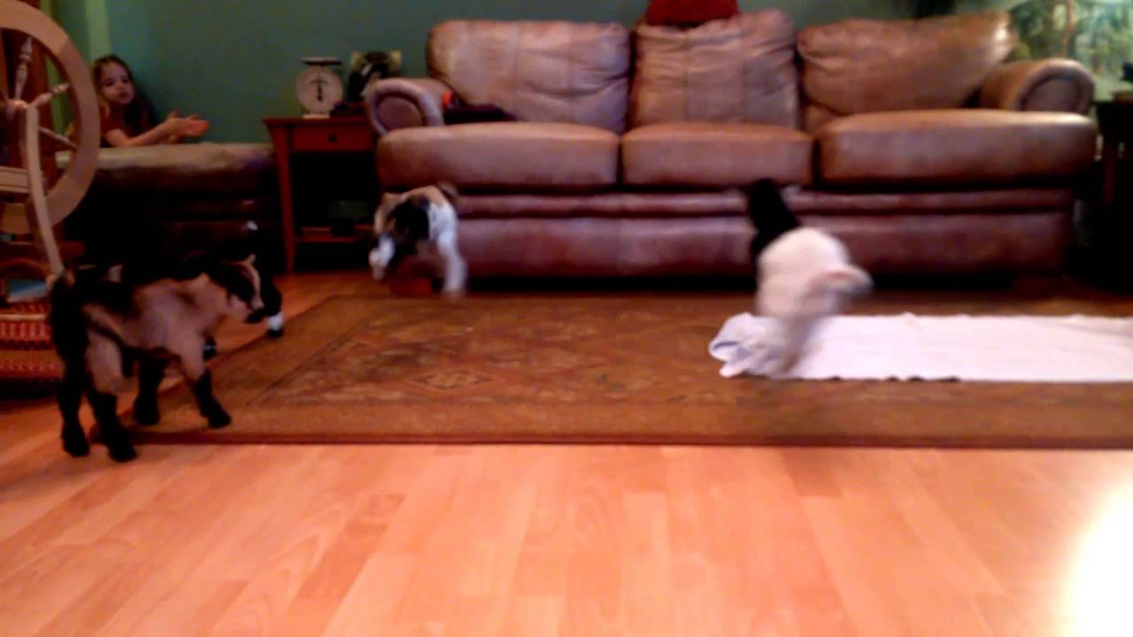 The baby goat dance - YouTube