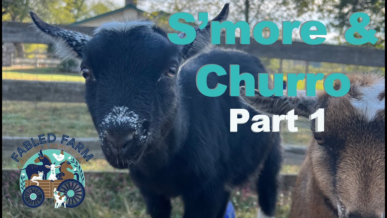 Meet Churro the Baby Goat | S'more & Churro Part 1 - YouTube
