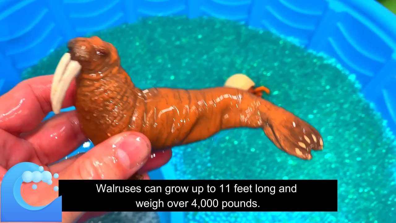 Muddy Sea Animal Rescue! 🧽 Fun Facts for Kids - YouTube