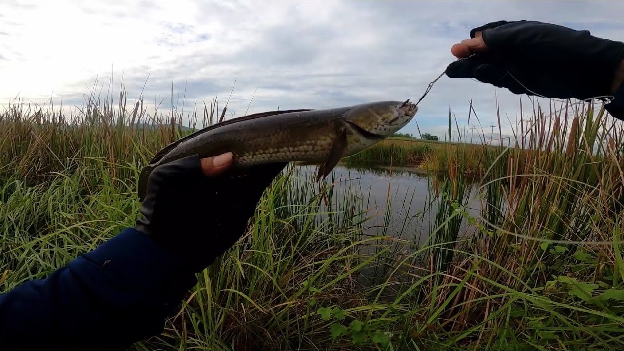 Striped Snakehead Fly Fishing / បបក់ត្រីរ៉ស់ Ep07 #bassfishing # ...