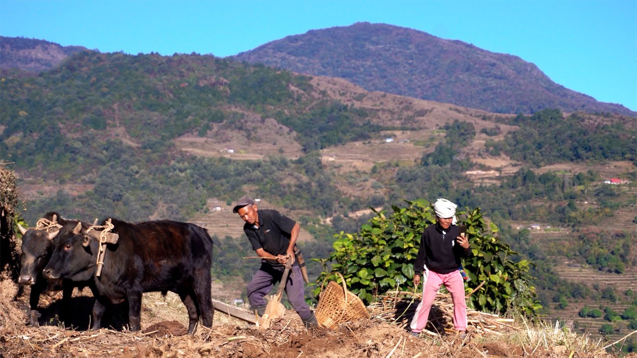jungle man's farming in rural Nepal @junglefamilycooking - YouTube