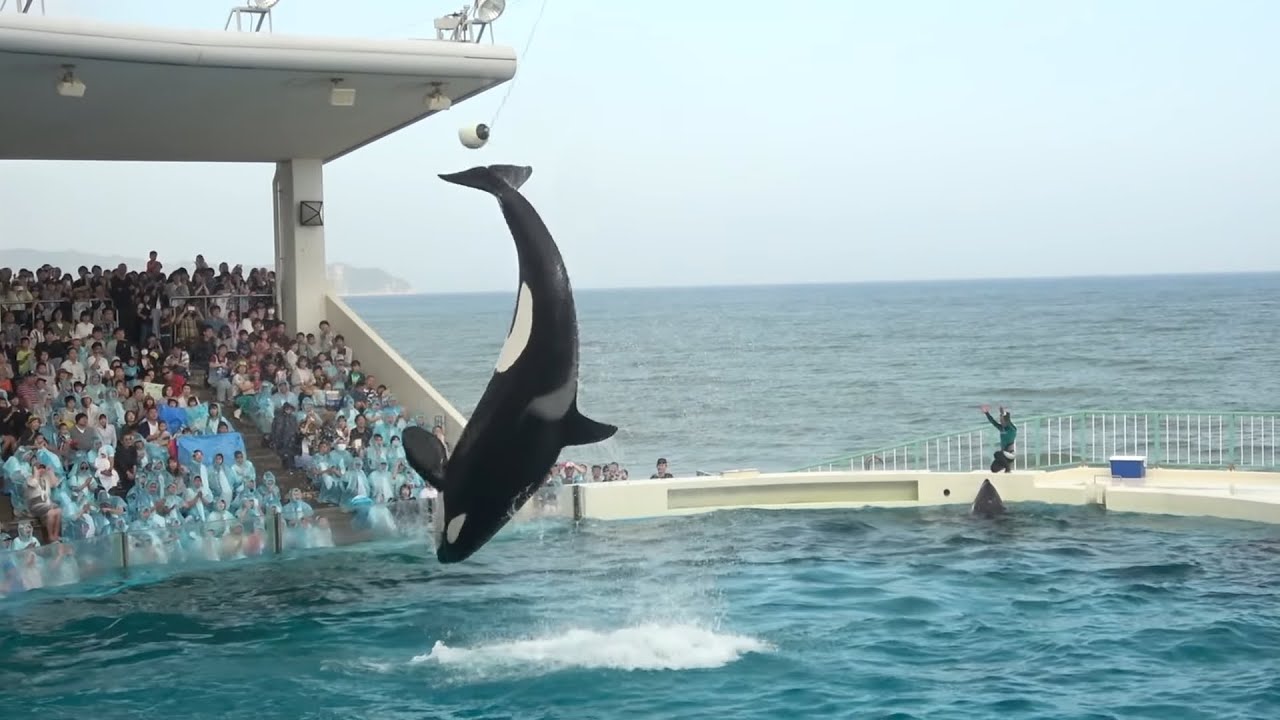 World's Best Dolphin Show 2021 - YouTube
