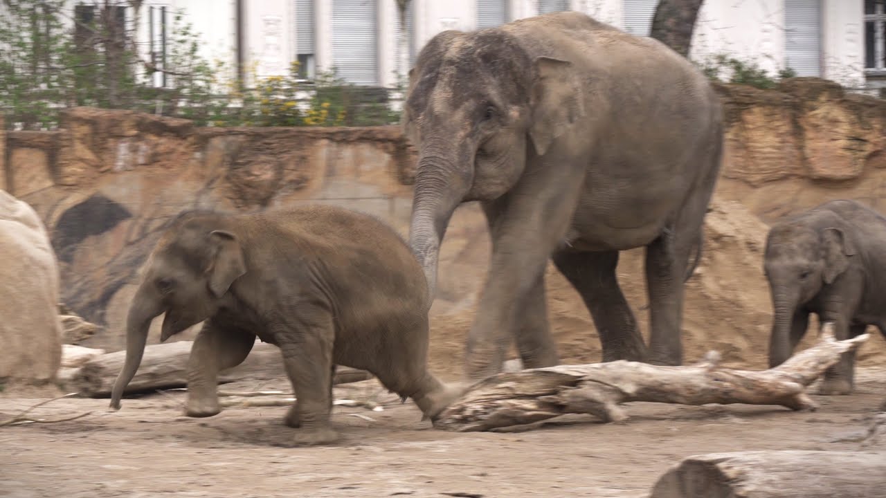 baby elephant ultra hd,video 4k,elephant swimming zoo,zoo animals,cute ...