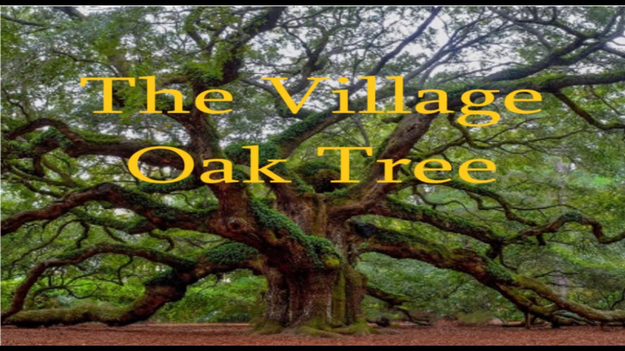 The Village Oak Tree for Jan. 17th, 2024 - YouTube