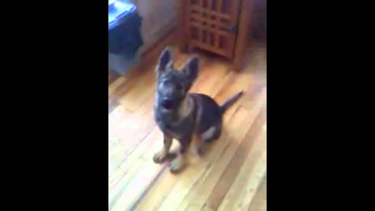 Female Czech Working Line German Shepherd pup for sale - YouTube