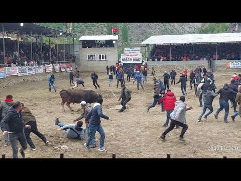 HORON SEVMEYEN BOĞA ÇAKICI