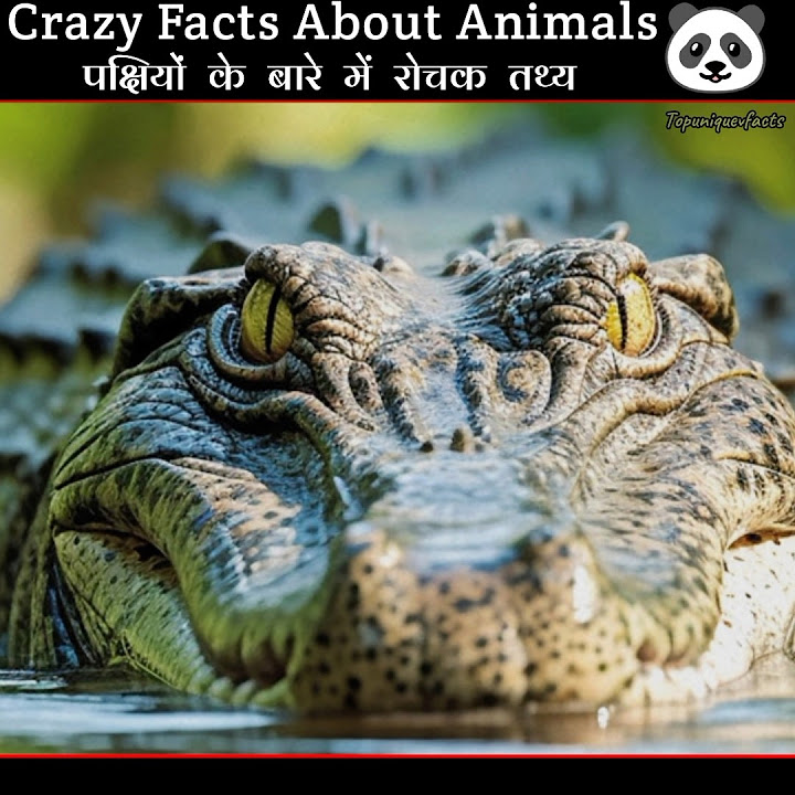 Top 10 Crazy Facts About Animals | 🐼जानवरों के बारे मे रोचक तथ्य ...