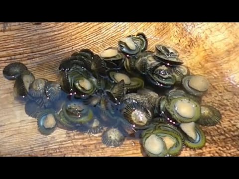 Catch And Cook Opihi aka Limpet In Hawaii. - YouTube